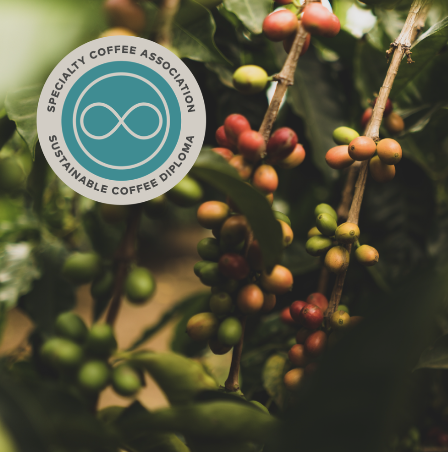 Sustainable Coffee Diploma - MYSTERIOUS BEANS